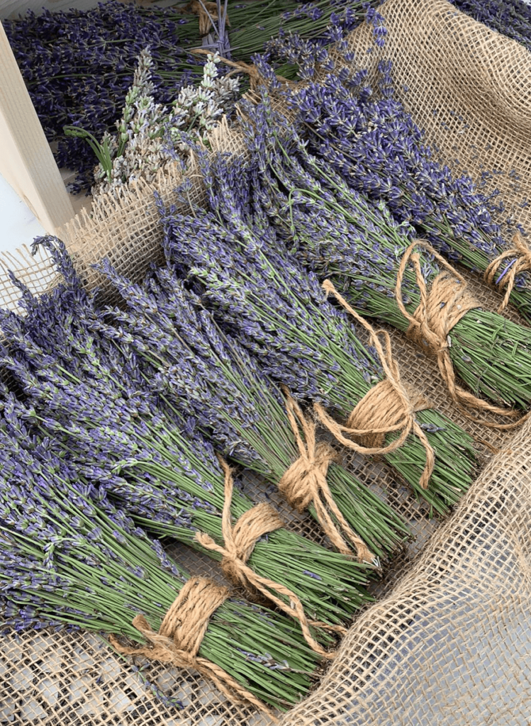 Fresh Lavender Bundle - Potter Creek Lavender